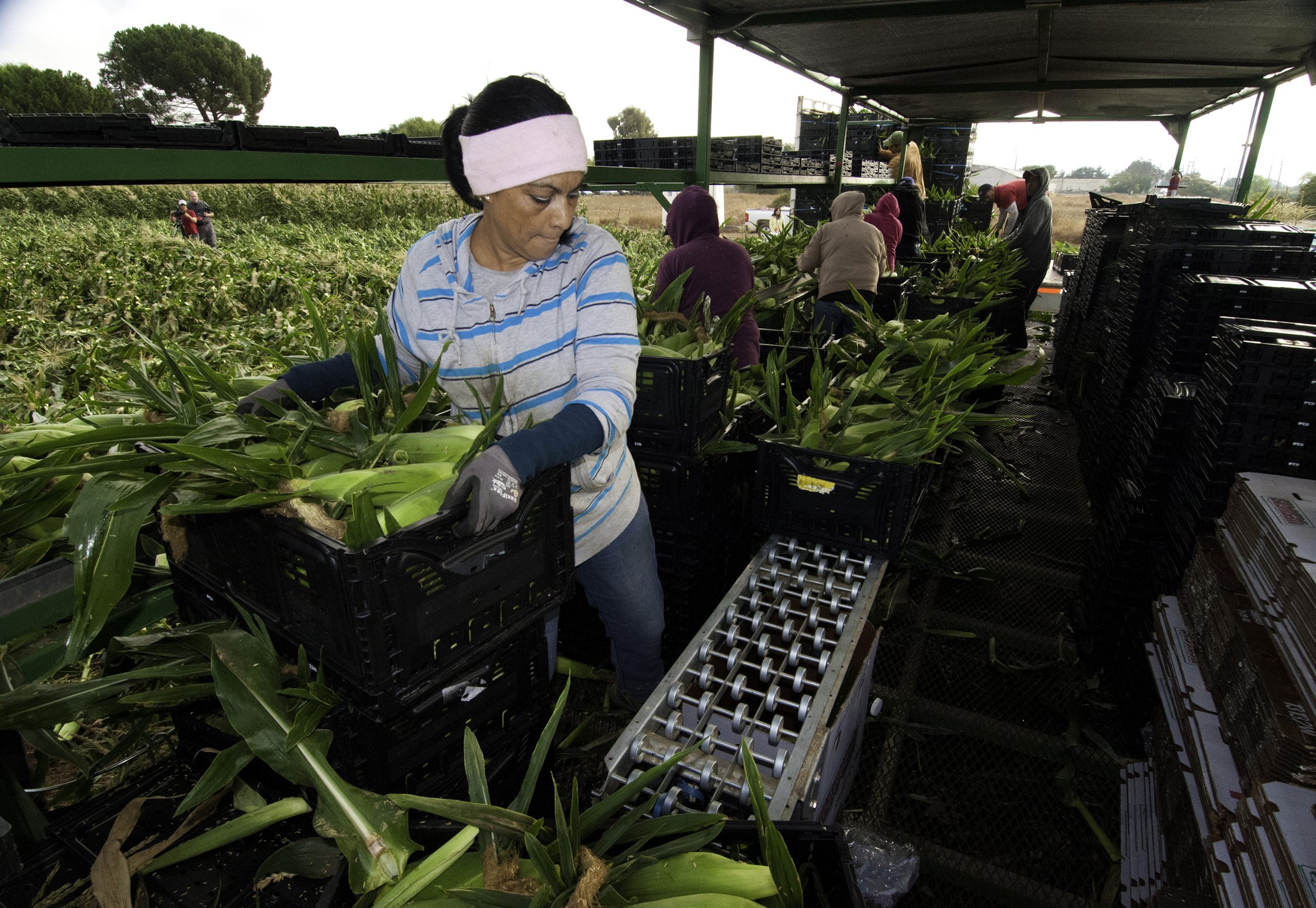Padilla introduces bill to give farm workers disaster relief after ...