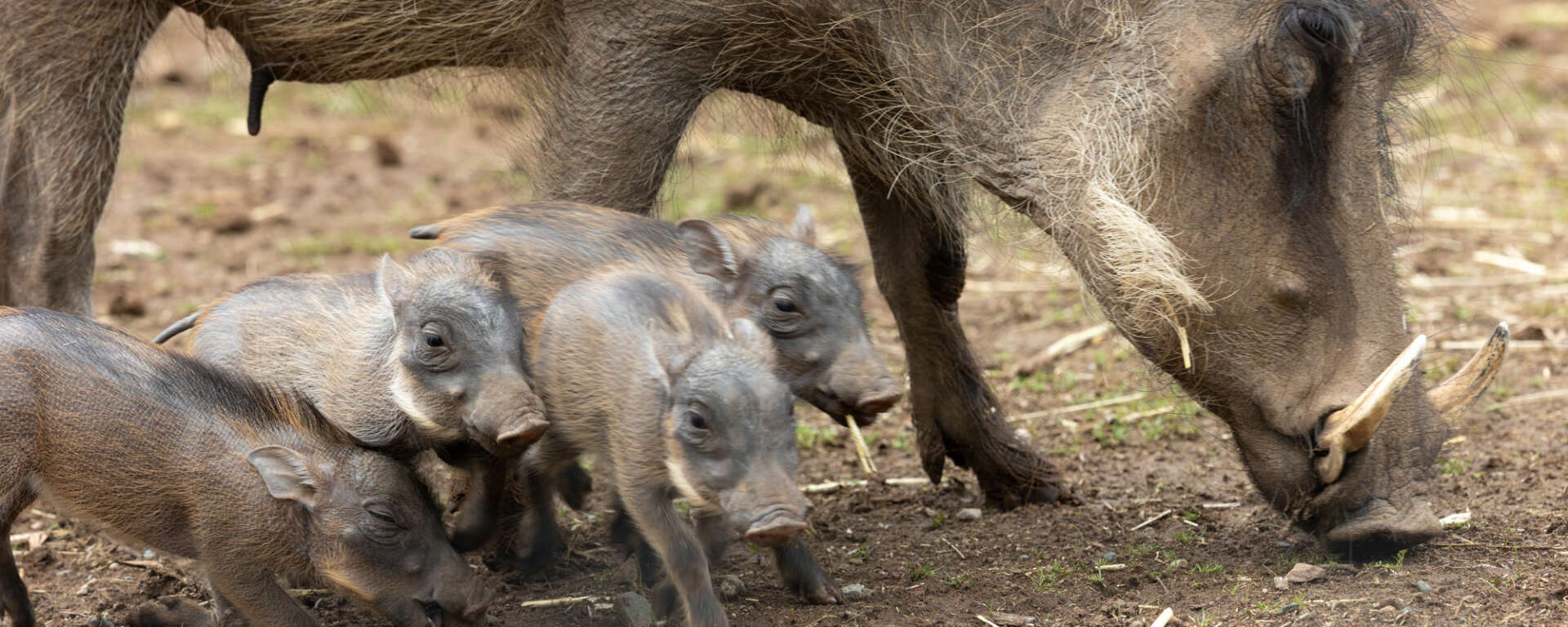 Safari West welcomes quartet of warthogs - Local News Matters