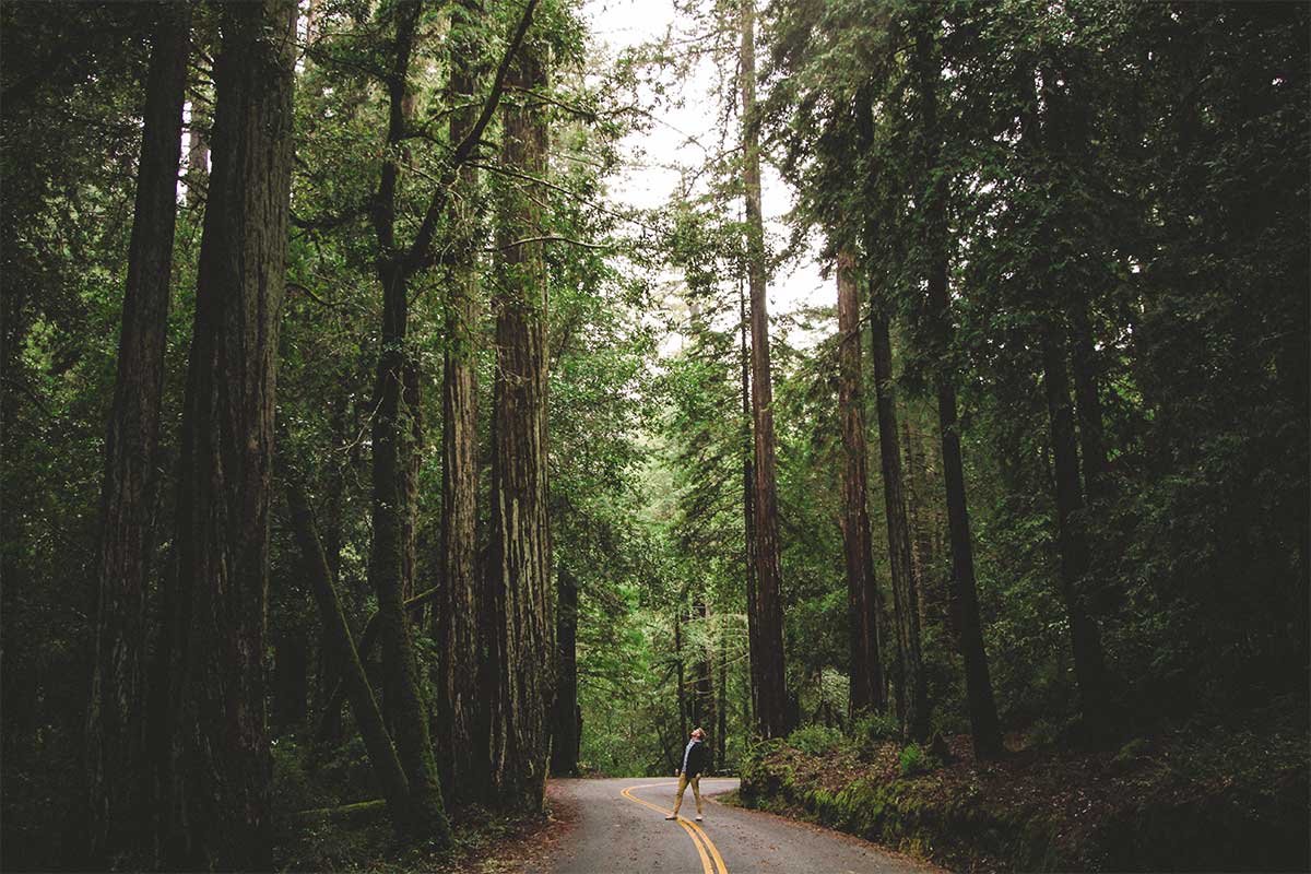 Big Basin bounces back ... sort of. Park partly reopening two years ...