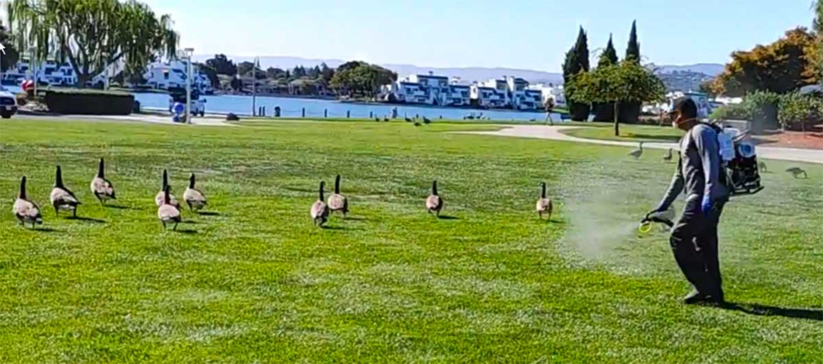 'Gander slander': Animal rights group fires back at Foster City plan to ...