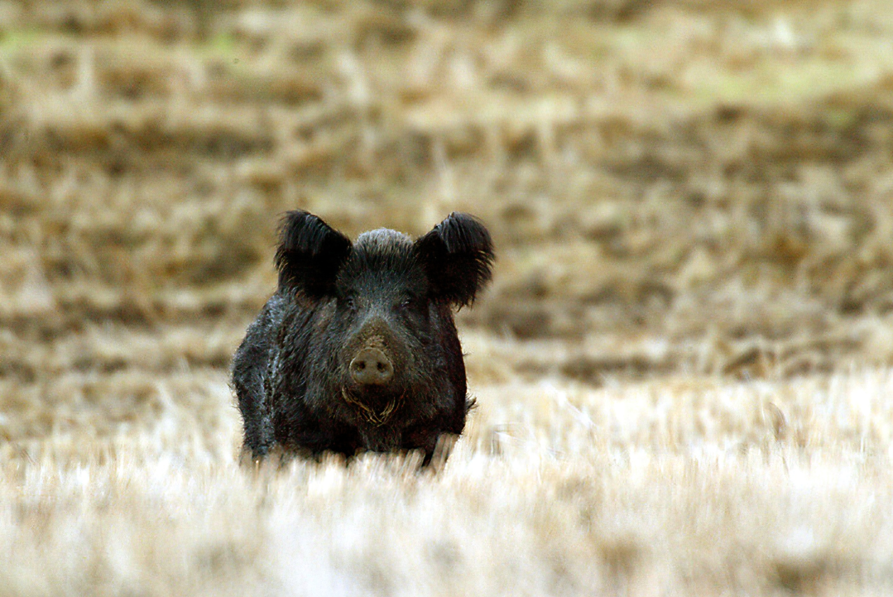 Wild pigs are destructive, they're multiplying, and California wants ...