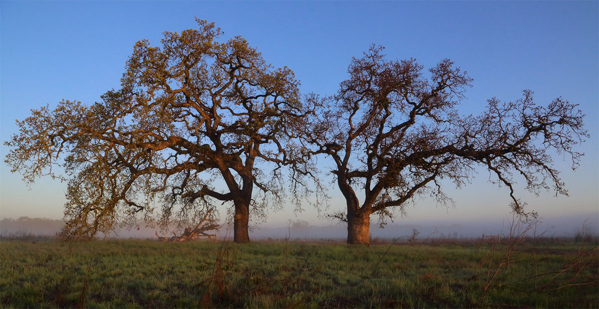 Sonoma County enhances protections for native trees, increasing fines ...