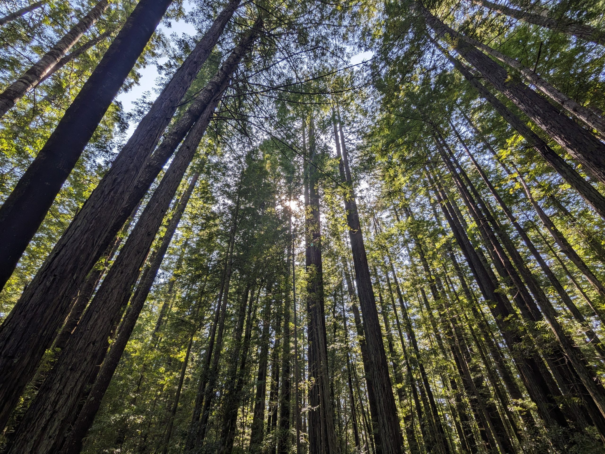 Jackson state forest panel’s all outdoor tour will focus on fire ...