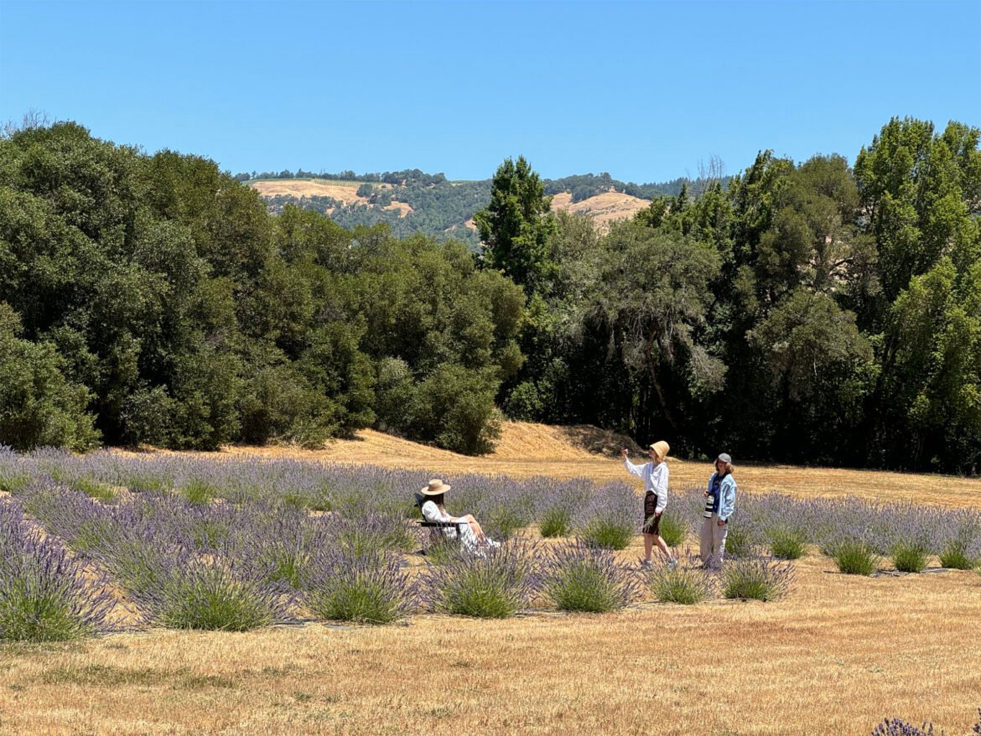 Lavender love: Mendocino County farm lets visitors sip and stroll amid ...