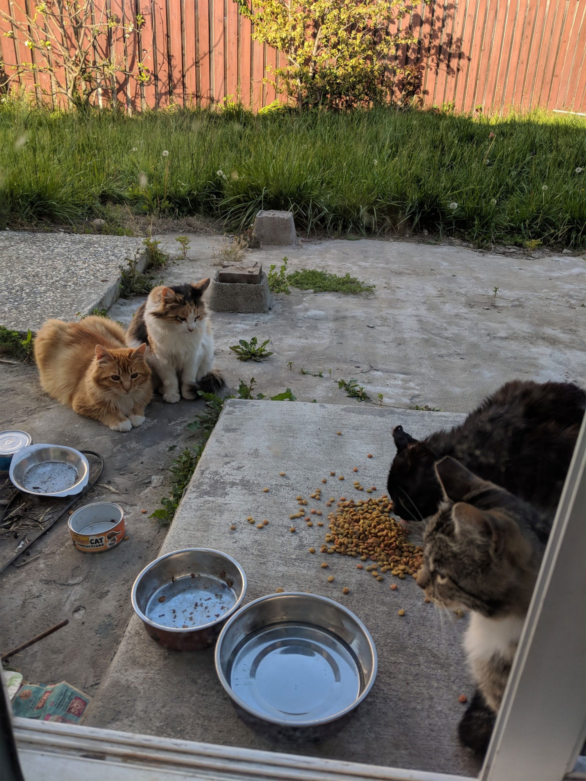 Fremont animal shelter struggles to keep up with feral cats amid ...