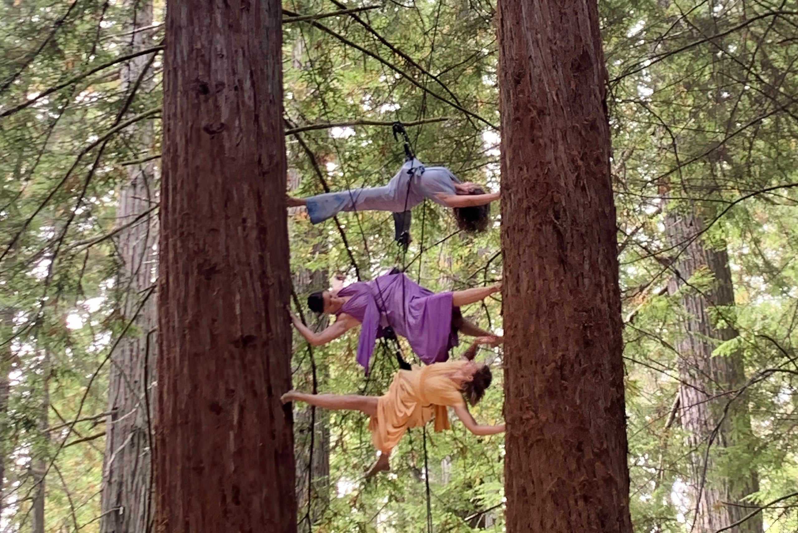 Review: Look into the trees for amazing performers in Mendocino's ...