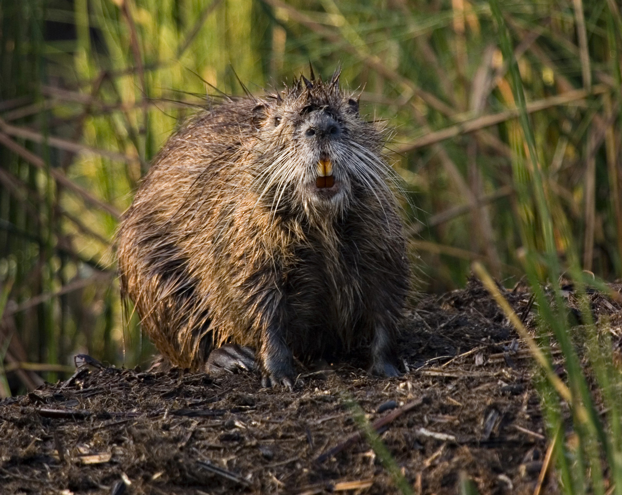 Large invasive rodents carry disease and attack crops across California ...