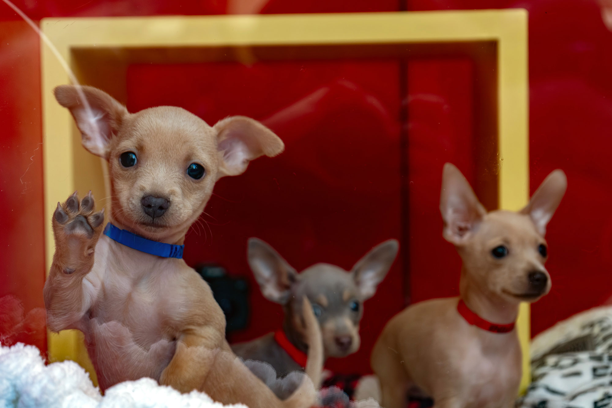 How much is that doggie in the window? Pets for adoption take spotlight ...