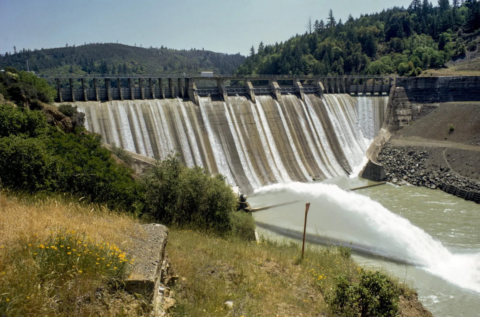 Some animals win, some lose when the Potter Valley Project dams come ...